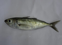 products – Aden Gulf